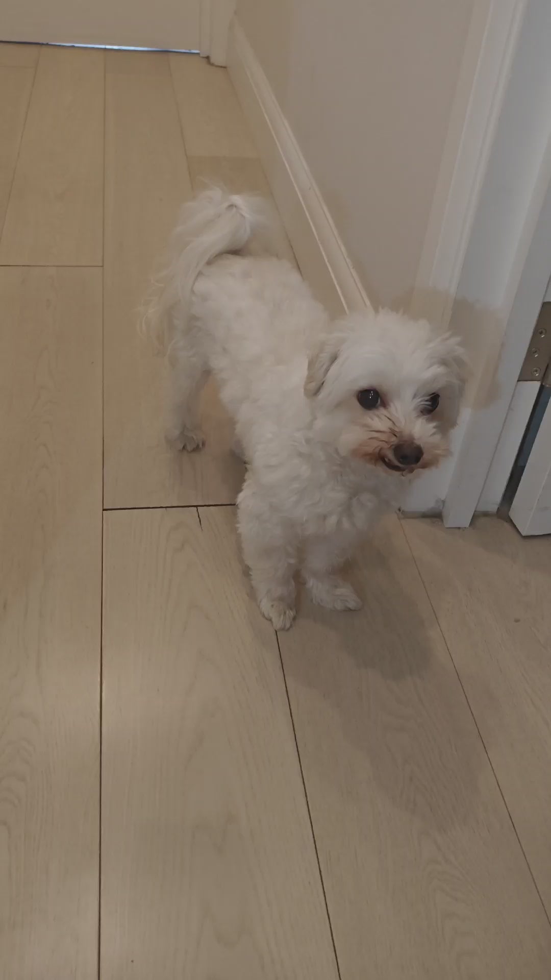 Dog Stopper: Premium UK-Made Stair Gate for Dogs